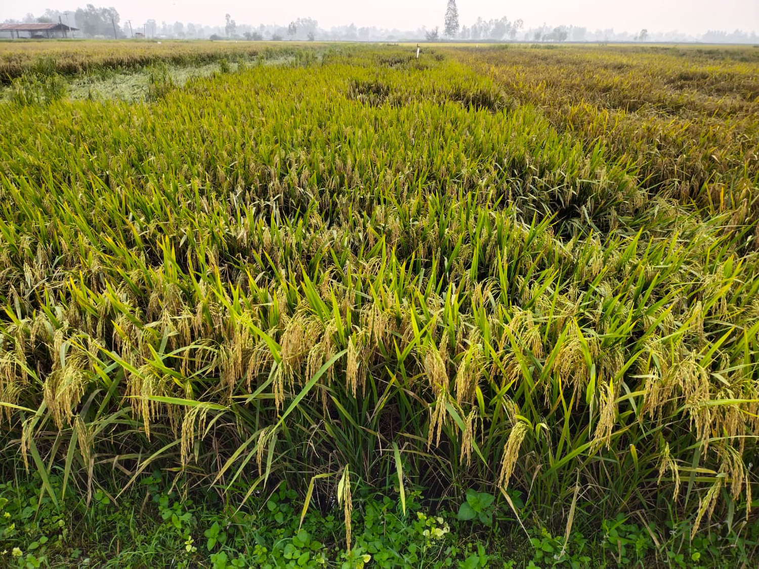 Nepal Releases Seven New And Improved Rice Varieties To Increase Nepal Releases Seven New And Improved Rice Varieties To Increase