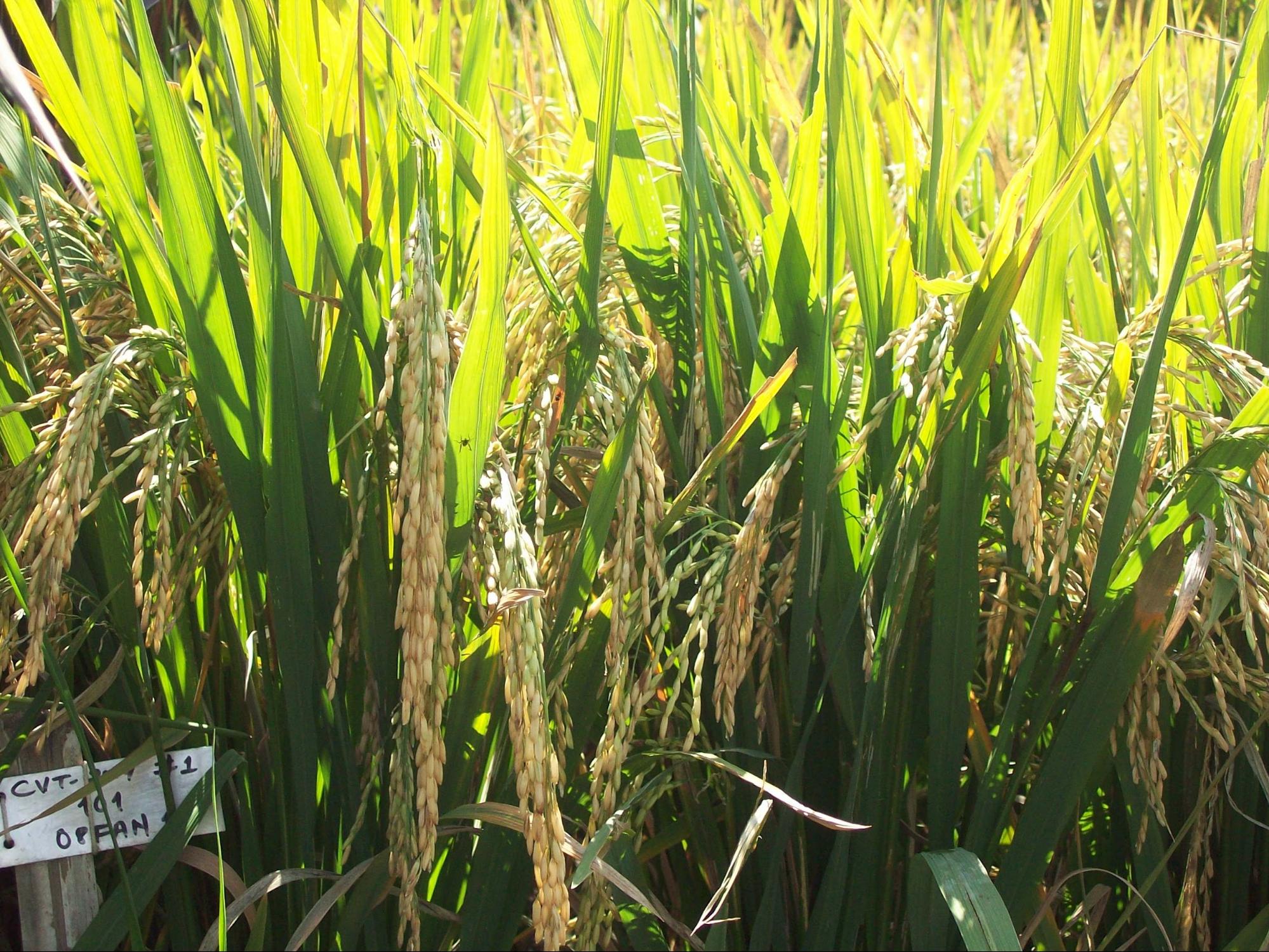 Nepal Releases Seven New And Improved Rice Varieties To Increase Nepal Releases Seven New And Improved Rice Varieties To Increase